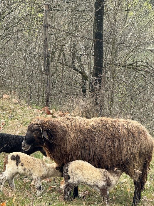 Vând oi fătate ! Buzau • OLX.ro