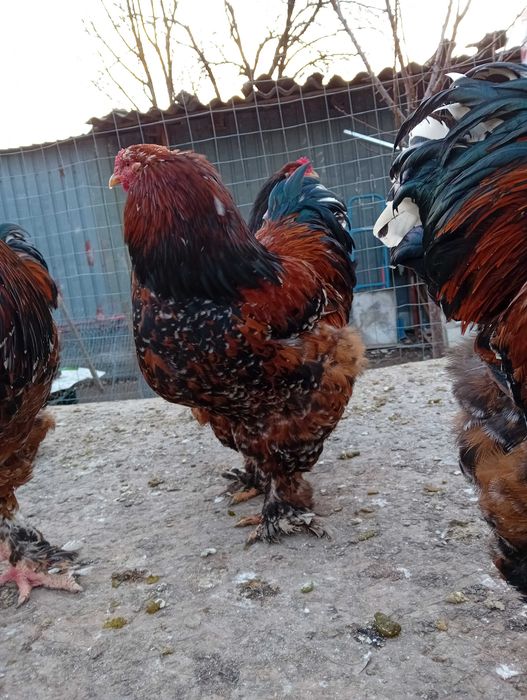 Pasari de rasa Brahma,Wyandotte. Timisoara • OLX.ro