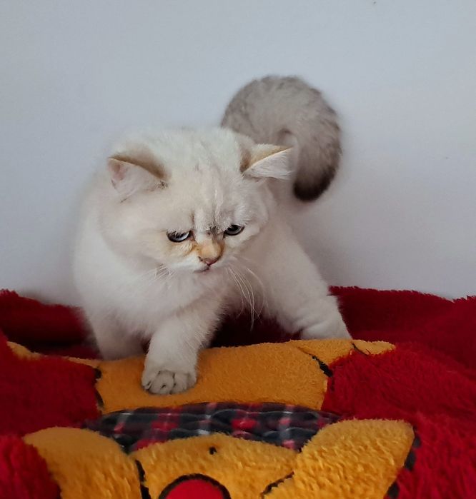 Puiut British Shorthair Golden cu pedigree Piatra Neamt • OLX.ro