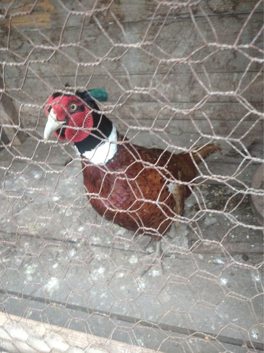 Pereche fazani Gugesti • OLX.ro