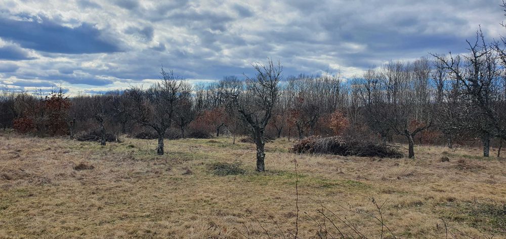 Livada Prune 1.5 ha de Vanzare Topana • OLX.ro