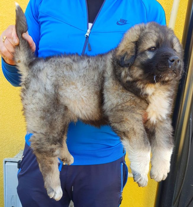 Mascul Ciobanesc caucazian Rucar • OLX.ro