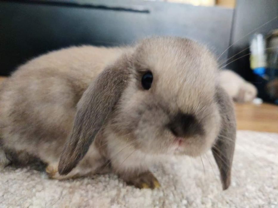 Berbec pitic / holland lop Uivar • OLX.ro