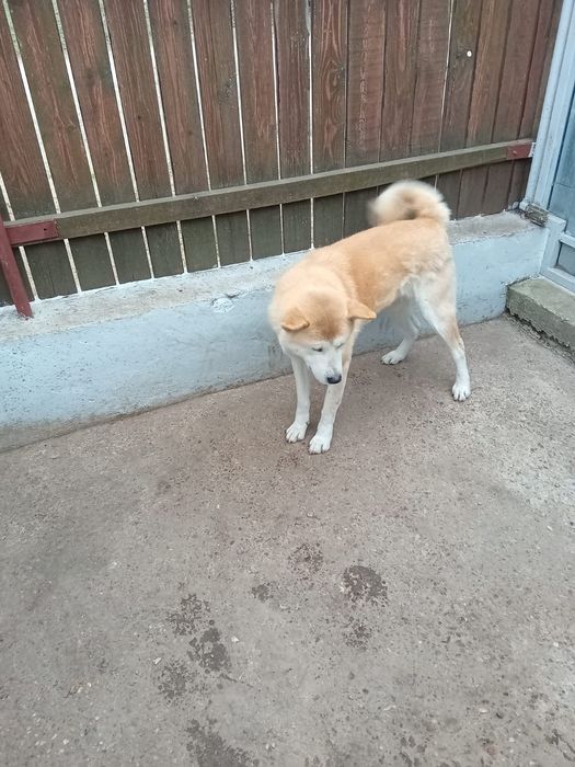 Vând akita inu japonez Hanu Conachi • OLX.ro