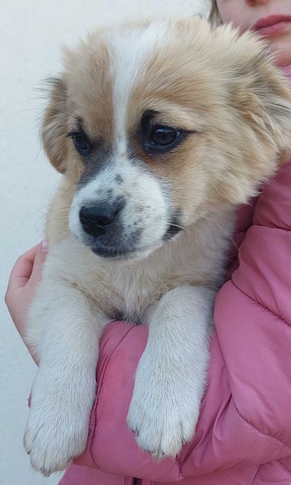Catelusi de adoptat Otopeni • OLX.ro