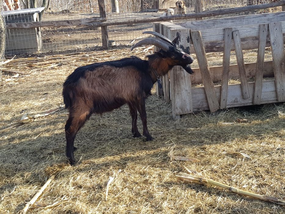 Capre bune de lapte Oglinzi • OLX.ro