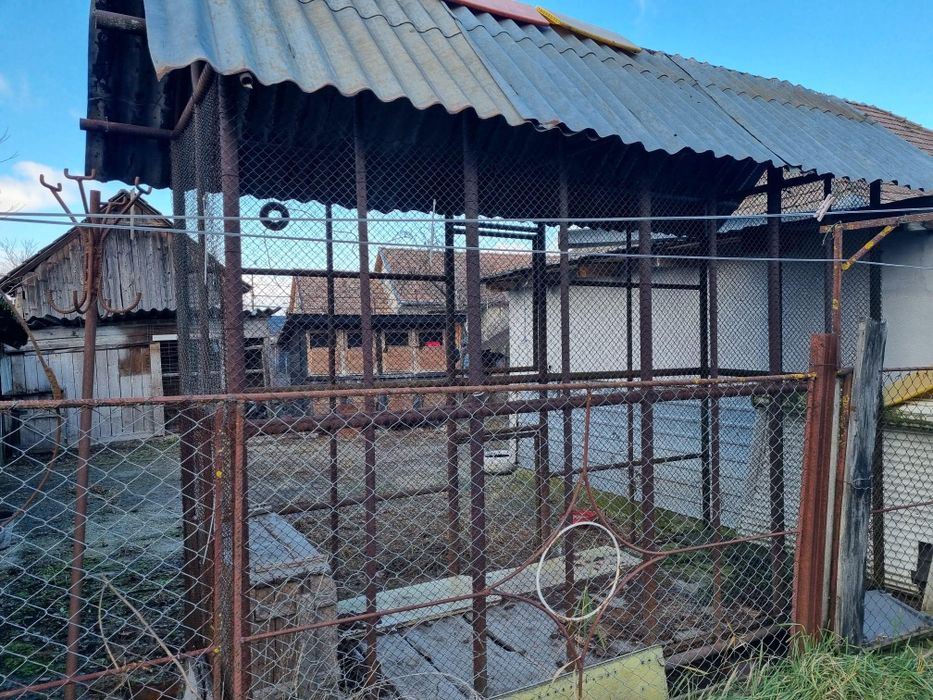 Coser porumb în stare buna Luncani • OLX.ro