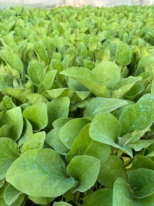 Rasaduri legume: rasad ardei, roșii, vinete, catraveti si flori ...