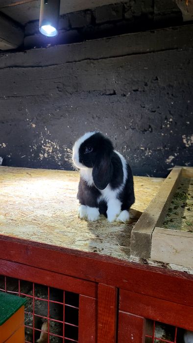 Toza qon karlik baran bolari: 250 000 сум - Грызуны Ташкент на Olx