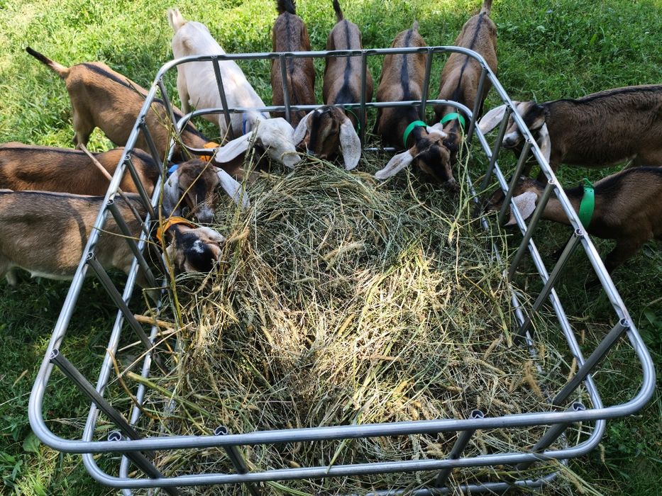 Țapi anglo nubian țap anglonubian capre anglo, schimb Fagaras • OLX.ro