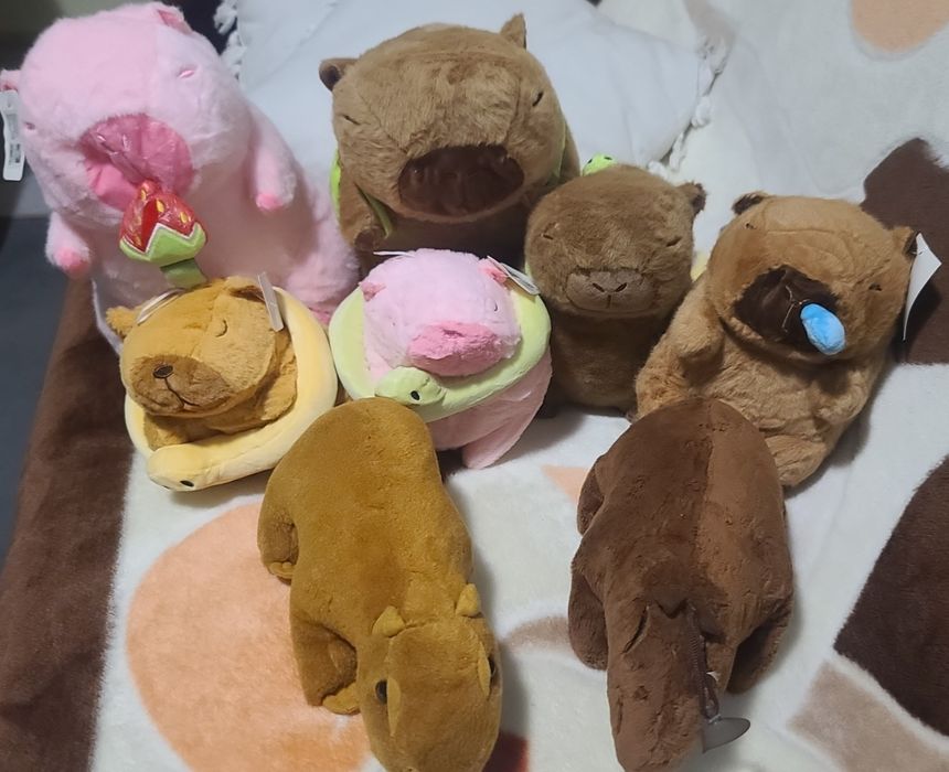 Vand plus capybara capibara Bucuresti Sectorul 3 • OLX.ro