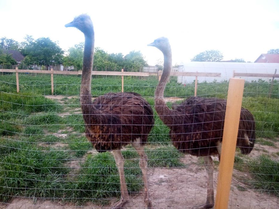 Vând struti africani Arad • OLX.ro
