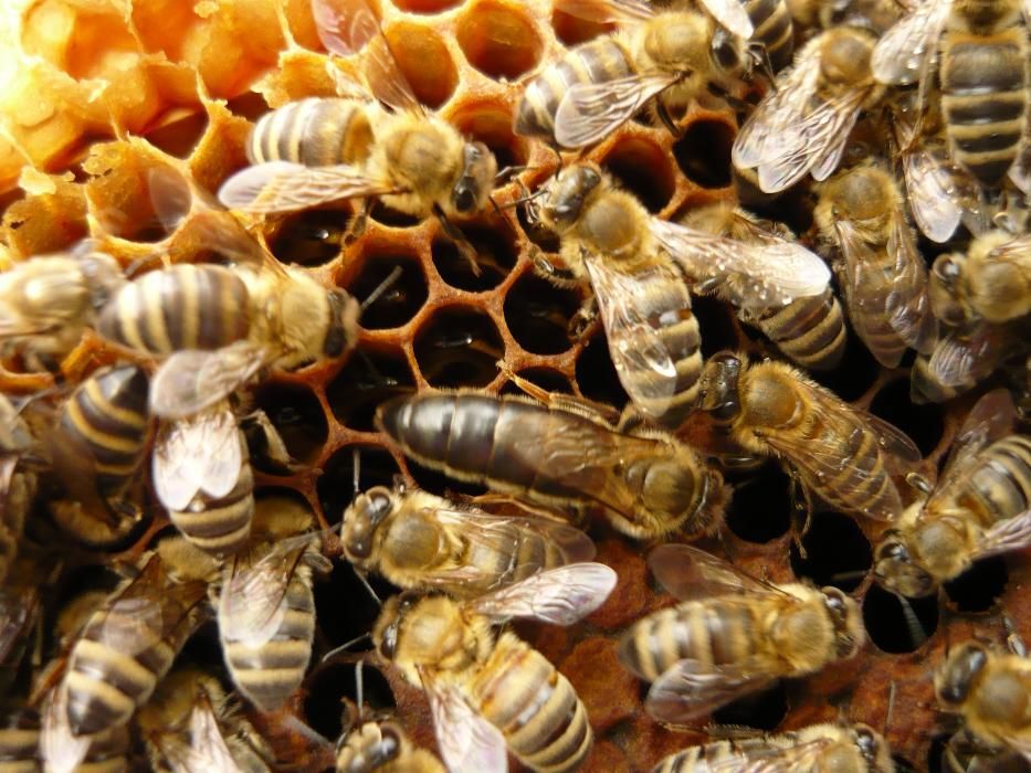 Matci selectionate si imperecheate din rasa autohtona. Hunedoara • OLX.ro