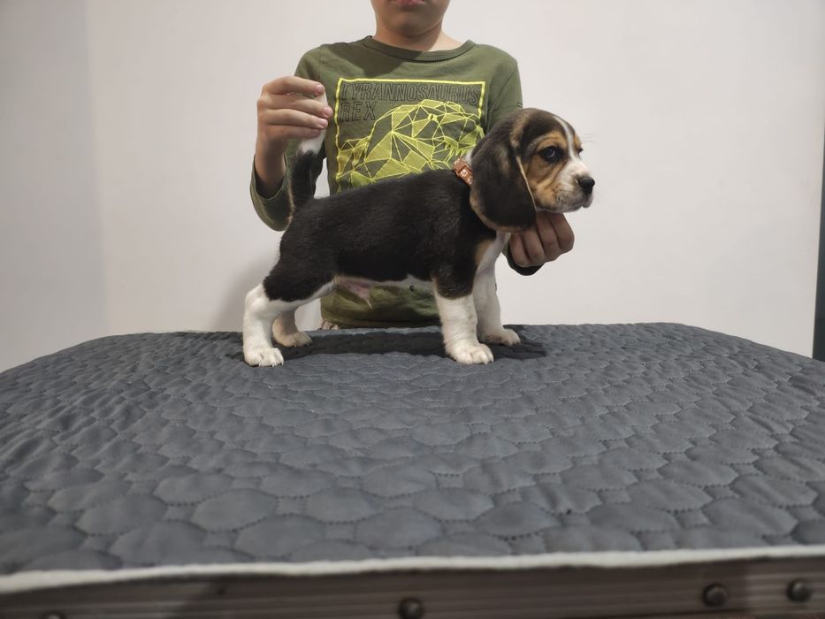 Pui Beagle tricolor din părinți cu pedigree Berceni • OLX.ro
