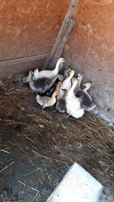 Vând boboci de gâscă chinezească leseasca Tiganesti • OLX.ro