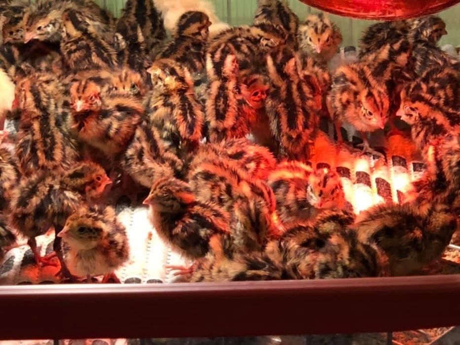 Oua BIO Prepelite pui Custi capcane maternitati rastele Pitesti • OLX.ro