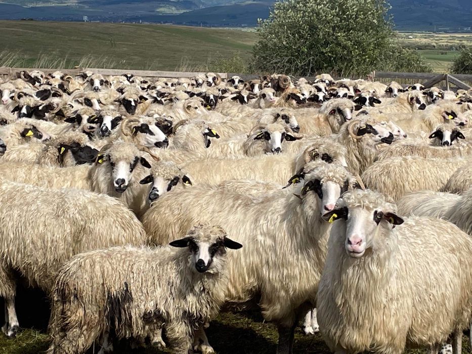 De vînzare URGENT 220 și 6 berbeci cu origine Sibiu • OLX.ro