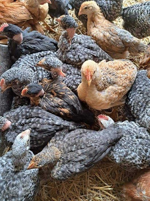 Ferma de pui rasa mixta si pui alb Galati • OLX.ro