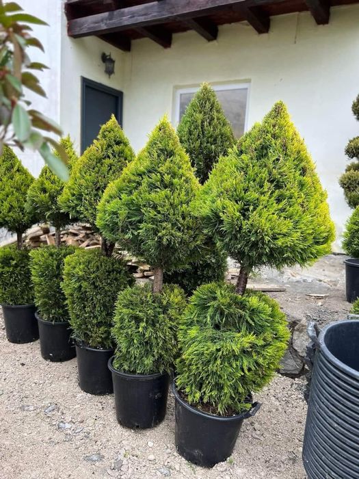 Specialitati. Plante ornamentale forme,tuia,mesteacan Constanta • OLX.ro