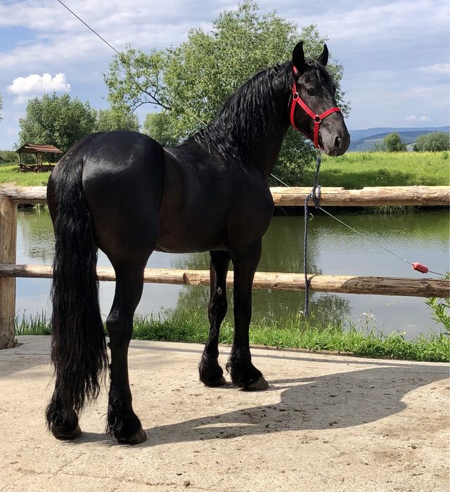 Friesieni Frizieni echitatie calarie Brasov • OLX.ro