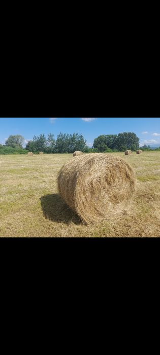 Vand baloti productie 2025 Bucureasa • OLX.ro