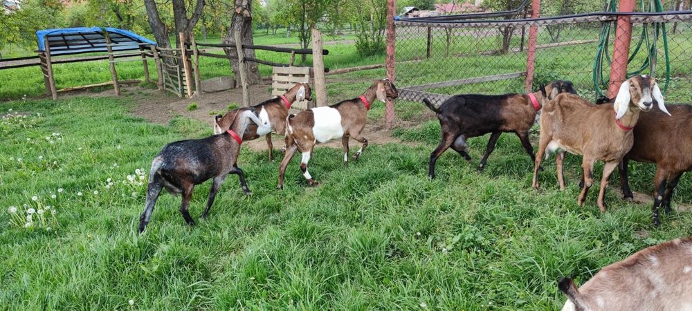 Lapte bio de capra Anglonubiana Cristian • OLX.ro