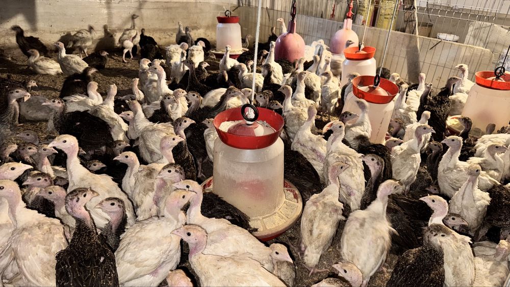 Pui curca - rasa de carne ALBI si NEGRI Copacelu • OLX.ro