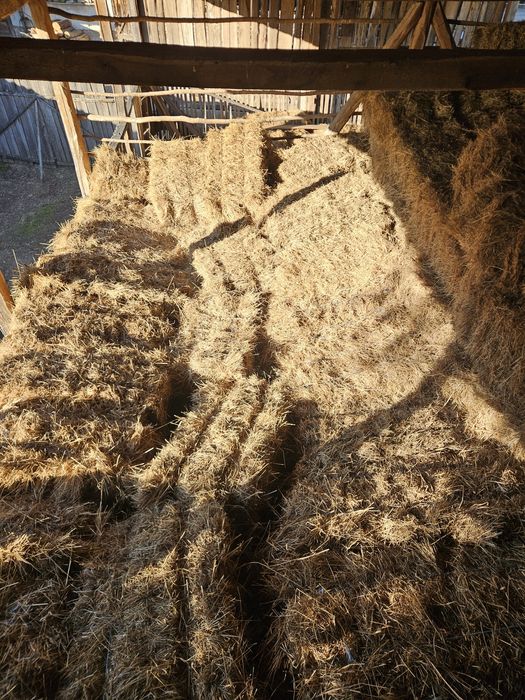 Baloti de fan 2024 Branesti • OLX.ro