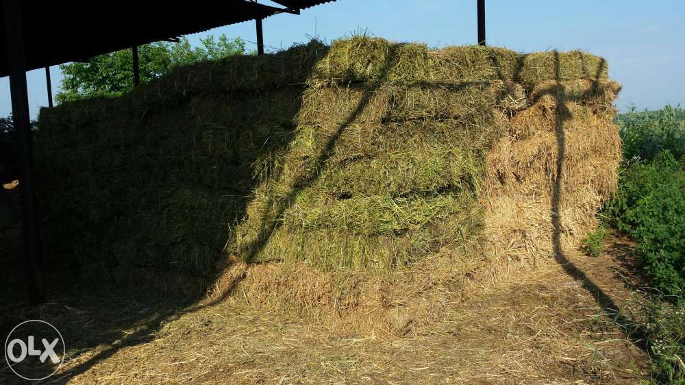 Baloti lucerna 2024 Chimindia • OLX.ro