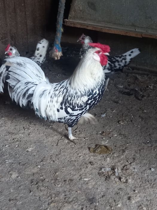 De vânzare găini de mătase, găini Hamburg, porcușori de guineea, fazan Rasimnicea • OLX.ro