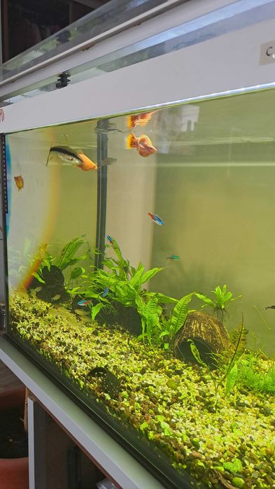 Pesti acvariu . Xifo Voluntari • OLX.ro
