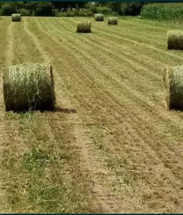 Vând baloti otava Lucerna fîn bună sau Lemn de foc orice schimb Oncesti ...
