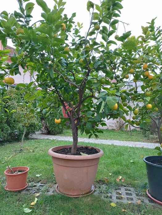 Vand lamai , Pom fructifer, roditor Timisoara • OLX.ro