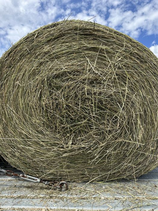 Baloti lucerna 2025 Brabova • OLX.ro