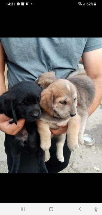 Donez pui metis Labrador Ceardac • OLX.ro