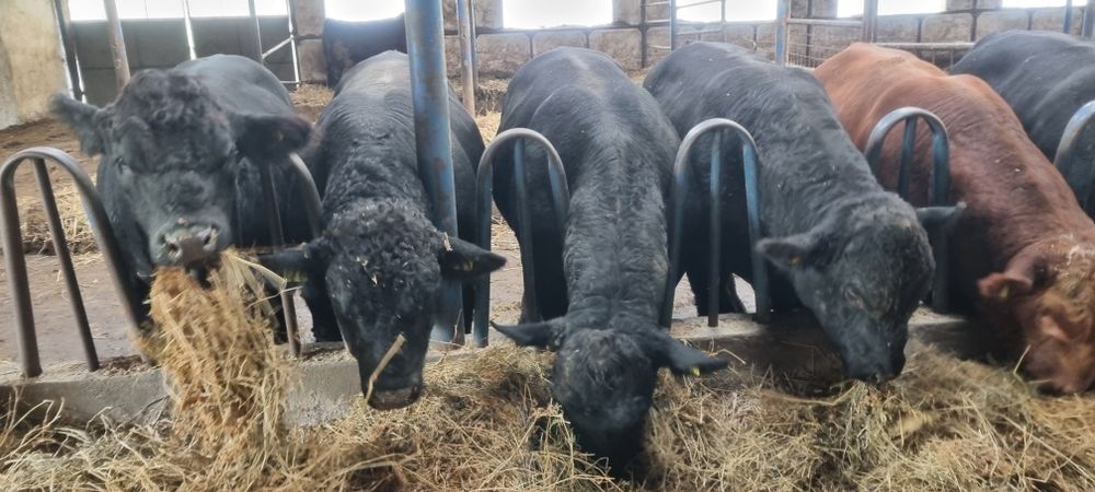 Vaci, juninci, tauri ANGUS Odoreu • OLX.ro