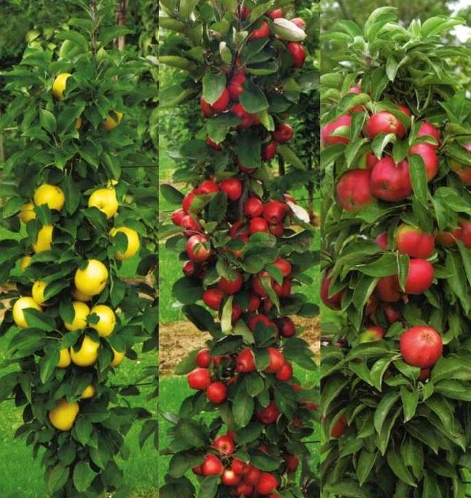 Pomi fructiferi columnari si pitici mar,cires-50+25 gratis Bucuresti ...