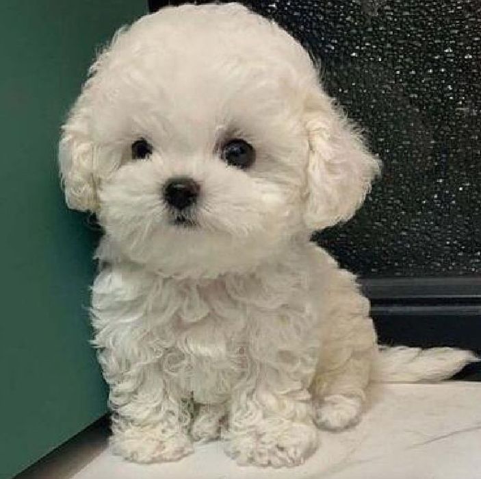 Bichon maltez mini toy Bucuresti Sectorul 1 • OLX.ro