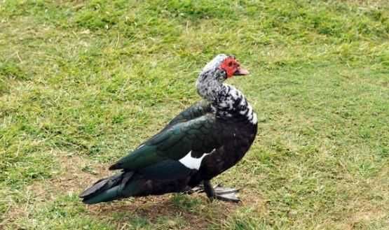 Oua rata leseasca pt incubat / oua rata muta/ oua incubat/ oua rata ...