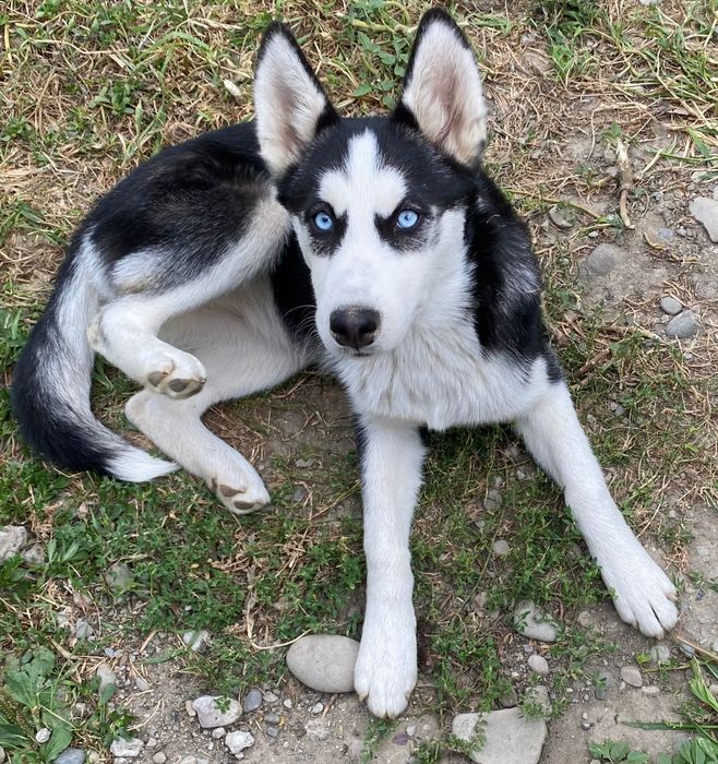 Husky Siberian rasa pura Onesti • OLX.ro