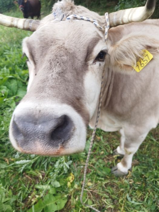 Vaci de lapte foarte blande Olteni • OLX.ro