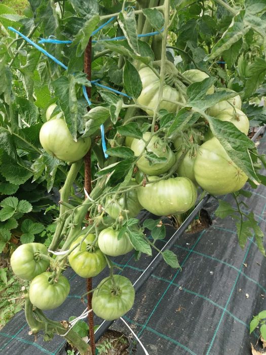 Substrat, turba, pamant pentru rasaduri, TS3 Fagaras • OLX.ro