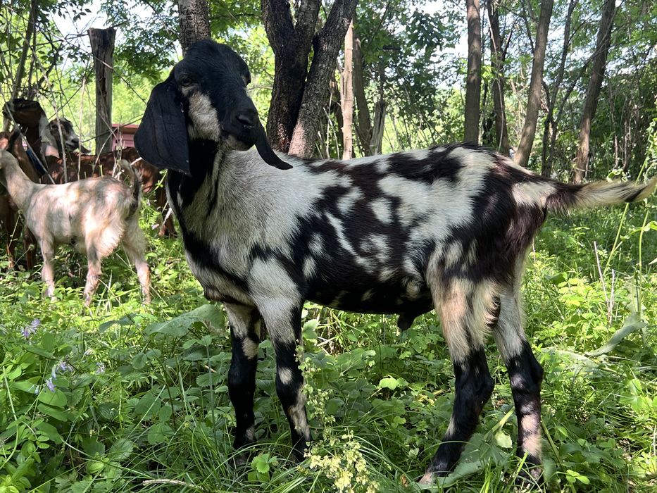 Tap anglonubian parinti cu pedigree capra Sambotin • OLX.ro