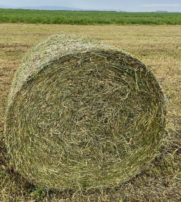 baloti lucerna de vanzare ' Anunturi ' OLX.ro