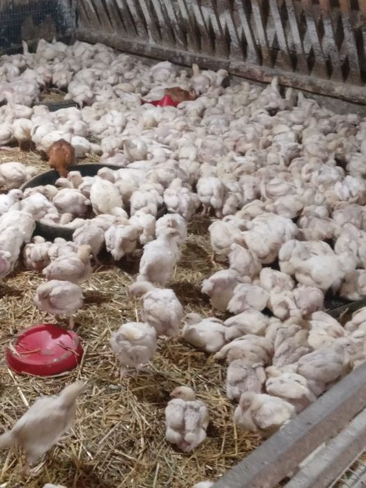 Pui albi,colorati,puicute ,boboci de rata și curcani Dragasani • OLX.ro