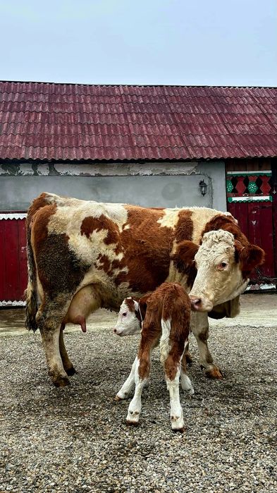 Vând Vaca baltata românească cu vitea recent fatata 35 litri lapte la ...