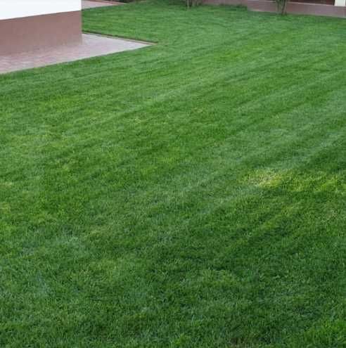 Gazon premium, cu aspect uniform și creștere rapidă Bucuresti Sectorul ...