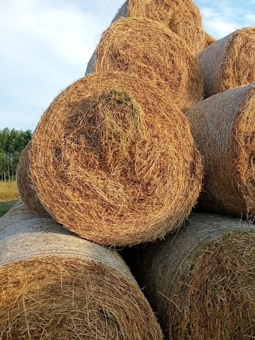 Baloti fan sau fan.40 Rotunzi 500 drept.Transport TIR>RO UE Sacele • OLX.ro