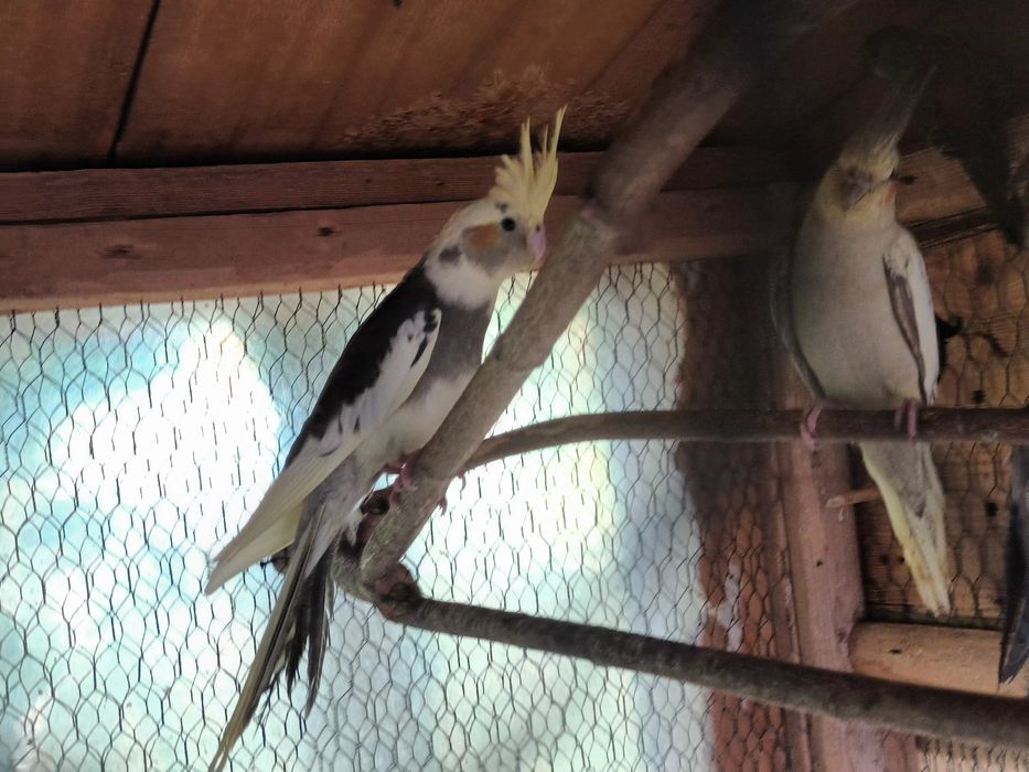 Papagali .nimfe .cantatori si micul ALEXANDRU Avram Iancu • OLX.ro