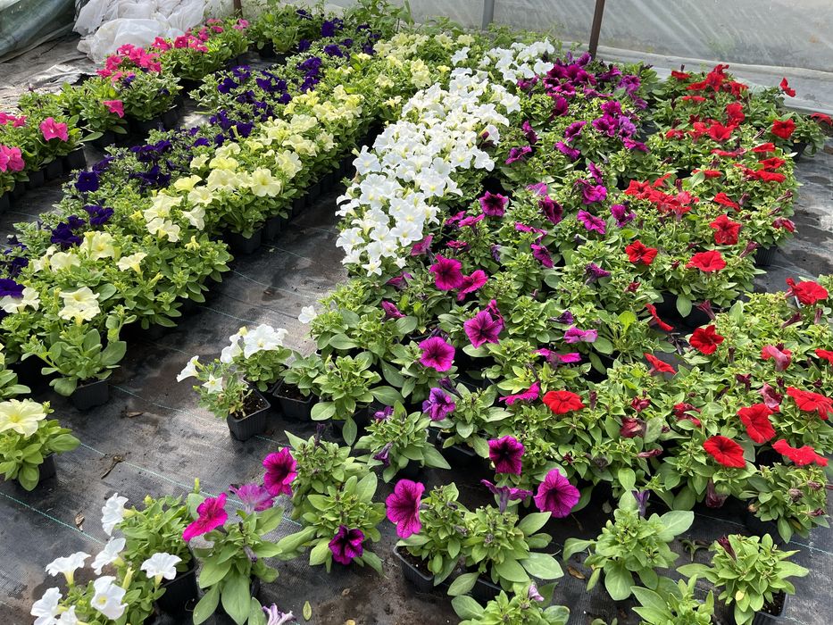 Rasad ardei, rosii, vinete, castraveti, telina | rasaduri legume 2024 ...